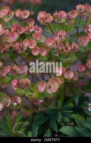Euphorbia Redwing 'Charam' Stock Photo - Alamy
