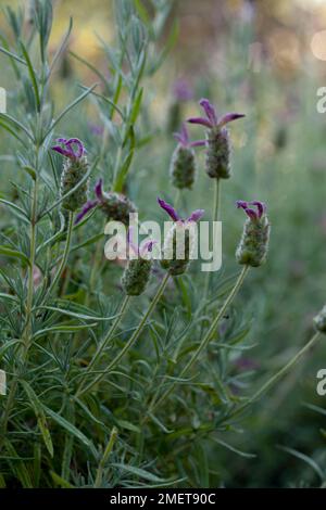 Lavandula angustifolia 'Miss Katherine' Stock Photo - Alamy