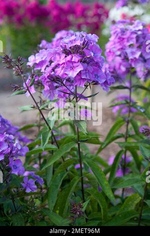 Garden Phlox paniculata " Blue Paradise Stock Photo - Alamy