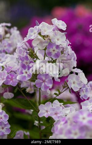 A vertical shot of Garden phlox flowers Stock Photo - Alamy