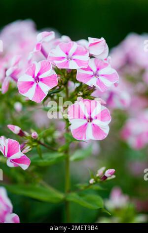 Phlox paniculata Peppermint Twist Stock Photo - Alamy