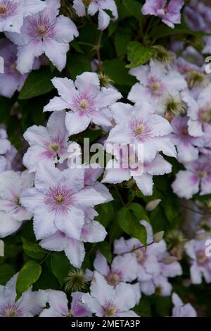Clematis, Clematis 'Marmori' Stock Photo - Alamy