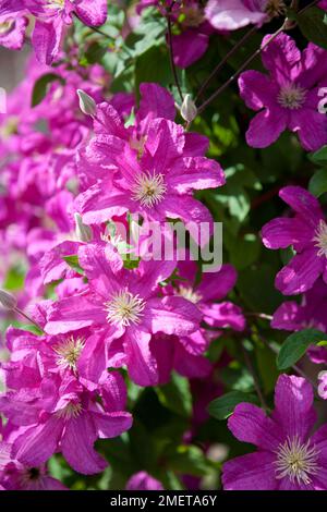Clematis 'Remembrance' flowers Stock Photo - Alamy
