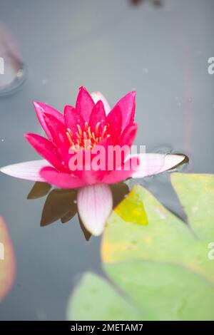 Nymphaea 'Pygmaea Rubra' Stock Photo - Alamy