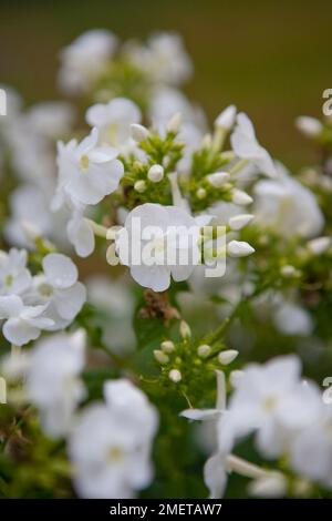 Phlox paniculata 'Danielle' Stock Photo - Alamy