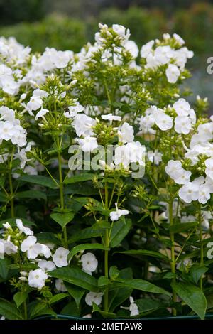 Phlox paniculata 'Danielle' Stock Photo - Alamy