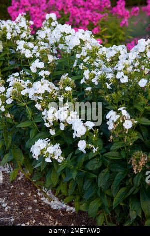 Phlox paniculata 'Danielle' Stock Photo - Alamy