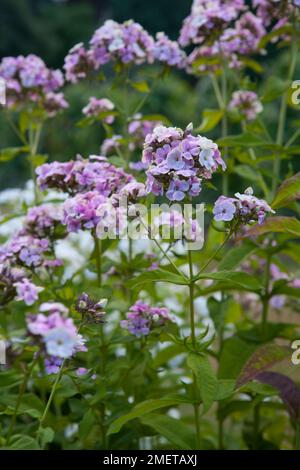 Phlox paniculata 'Sherbert Cocktail' Stock Photo - Alamy