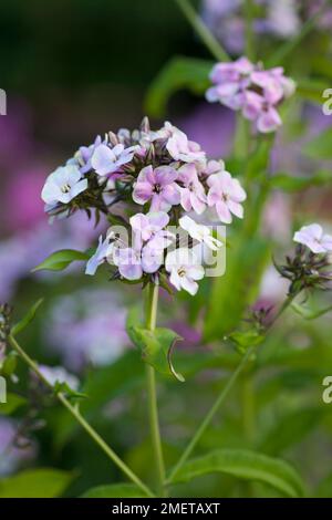 Phlox paniculata 'Sherbert Cocktail' Stock Photo - Alamy
