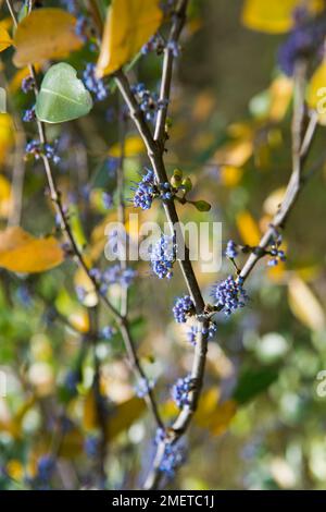 Central Province, Dambulla, Popham Arboretum, Sri Lanka, Visitor Centre ...