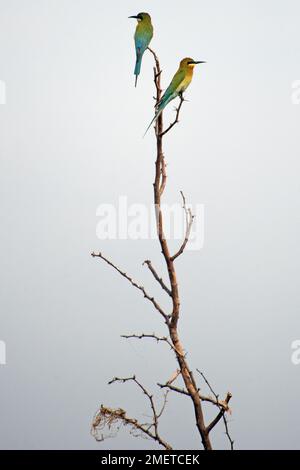 Blue-tailed Bee-eater at Bundala national park in Sri Lanka Stock Photo ...