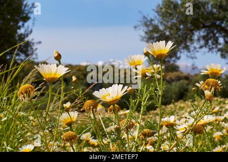 Aptera, spring, spring meadows, trees, blue sky with white clouds ...