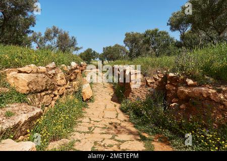 Aptera, spring, spring meadows, trees, blue sky with white clouds ...
