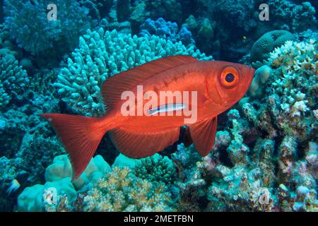 Common bigeye (Priacanthus hamrur), House reef dive site, Mangrove Bay ...