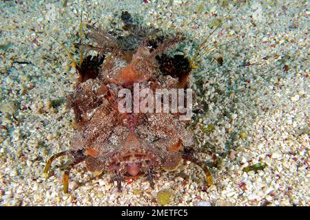 Portrait of Red Sea Walkman, Filament Devilfish (Inimicus filamentosus ...