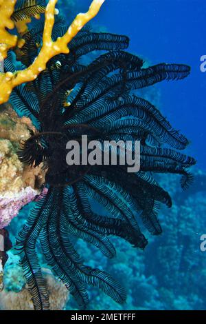 Sawtooth hair star (Oligometra serripinna), Hair star, Dive site ...