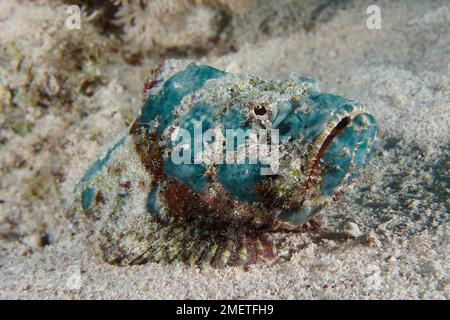 Green humphead dragonhead (Scorpaneopsis diabolus) . Dive site House ...