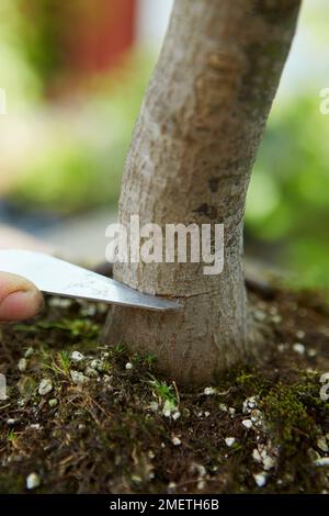 Air Layering Japanese Maple (Acer palmatum), securing wire around the ...