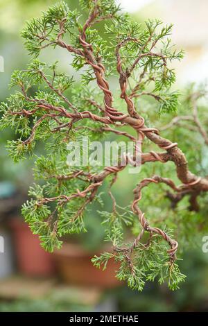 Chinese Juniper (Juniperus Chinensis 'Itoigawa'), creating a juniper ...