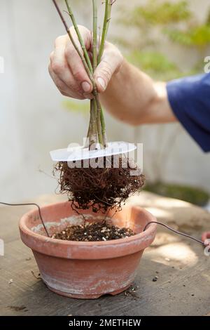 Creating a clump style maple, threading trees through prepared holes ...