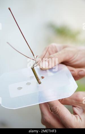 Creating a clump style maple, threading trees through holes and pushing ...