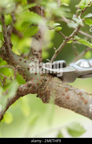Chinese Elm (Ulmus Parvifolia Stock Photo - Alamy