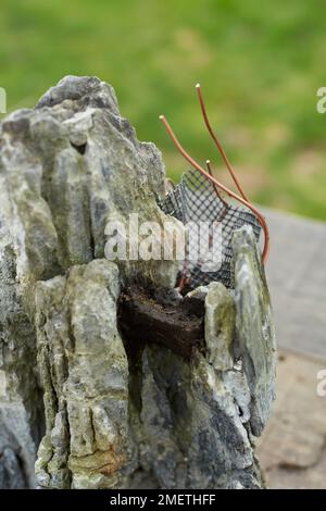 Penjing Rock Planting, Attaching copper fixing wires to the rock with ...