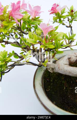 bonsai, Satsuki azalea, Rhododendron, training from 1973, long-term ...