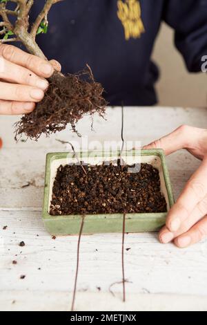 Preparing bonsai soil Stock Photo - Alamy