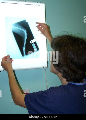 Vets examining a cats x-ray Stock Photo - Alamy