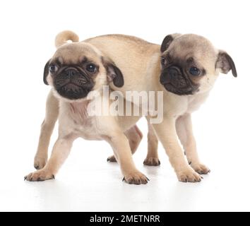 Pug puppies, 7-week-old Stock Photo - Alamy