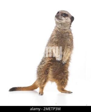 One meerkat standing on hind legs looking for predators, tall grass in ...