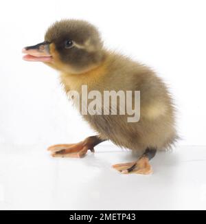 Duckling with brown feathers, Call Duck Stock Photo - Alamy