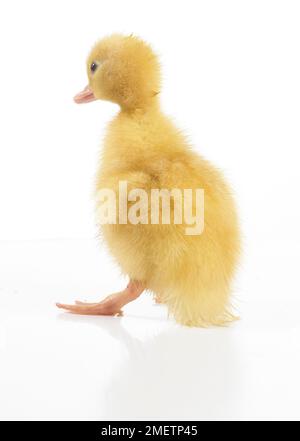 Domestic Duck. Duckling looking out from eggshell Stock Photo - Alamy