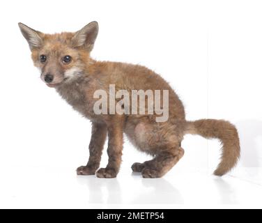 Baby fox and one week old duckling both orphans being cared fot at an ...