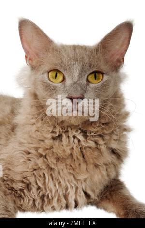 brown LaPerm Cat with curly longhair fur portrait looking determined ...