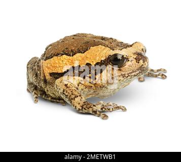 chubby frog, Asian painted frog (Kaloula pulchra), sitting on a tree ...