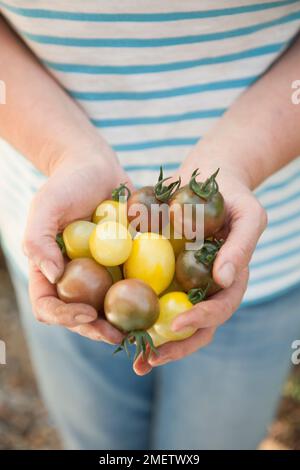 Hands holding freshly harvested tomatoes. Selective focus Stock Photo ...