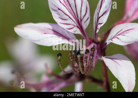 Burning-bush, Dictamnus albus. Dictamnus is a genus of flowering plant ...