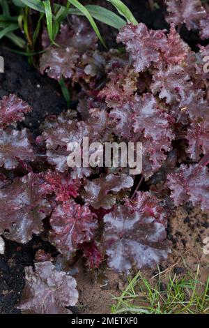 Heuchera 'Melting Fire' Stock Photo - Alamy