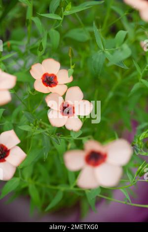 linum grandiflorum charmer salmon flowers flowering perennials blooms ...