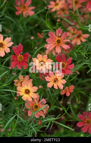 Coreopsis 'Rum Punch' Stock Photo - Alamy