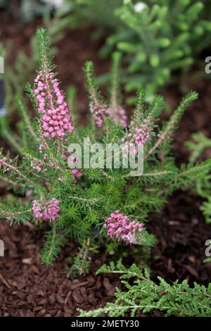 ERICA VAGANS 'KEIRA' Stock Photo - Alamy