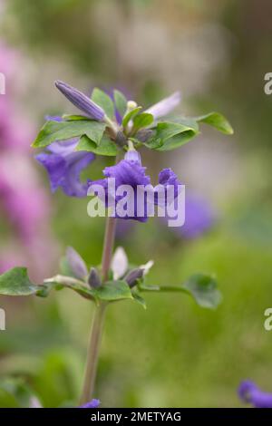 Clematis heracleifolia 'Cassandra' NOT SURE Stock Photo - Alamy