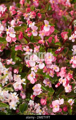 Begonia Baby WIng 'Pink' Stock Photo - Alamy