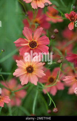 Coreopsis 'Rum Punch' Stock Photo - Alamy