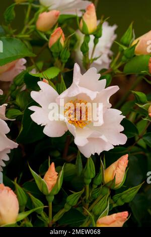 Rosa The Simple Life 'Hartrifle' Stock Photo - Alamy