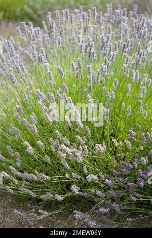 Lavandula x intermedia 'Provence' Stock Photo - Alamy