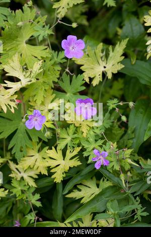 Geranium Blue Sunrise Stock Photo - Alamy