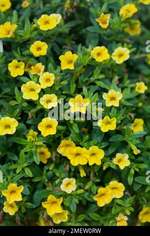 Calibrachoa, Deep Yellow, garden plant, yellow flowers, Sussex, UK ...